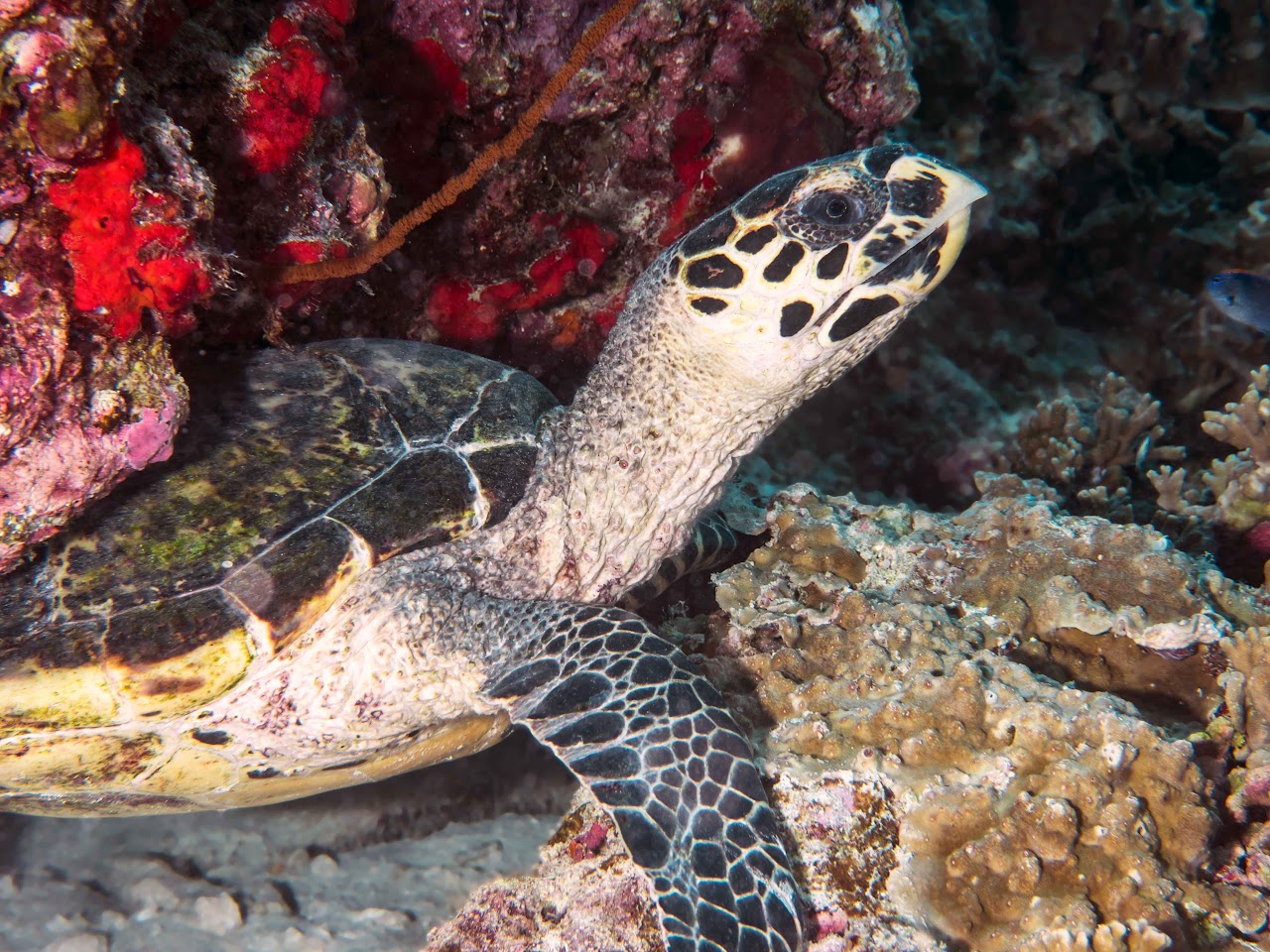 ROCKY ISLAND TURTLE BEACH | Scuba Diving Near Me